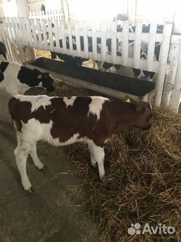 Телята Бычки