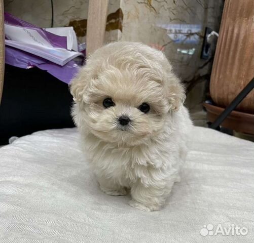 Мальтипу Микро Девочка из Кореи