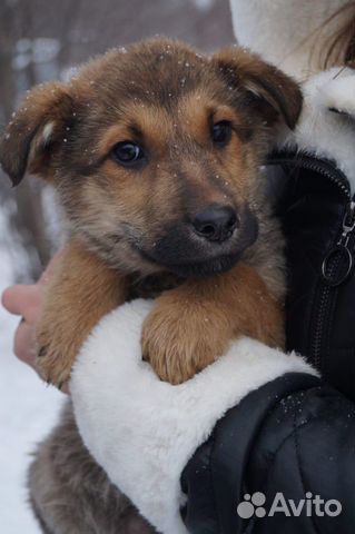 Щенки в дар