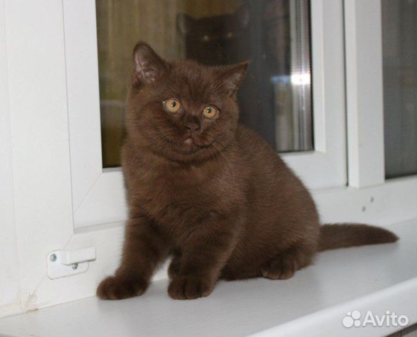 Черный шоколад