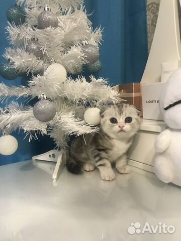 Шотландская вислоухая кошечка