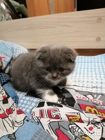 Котёнок