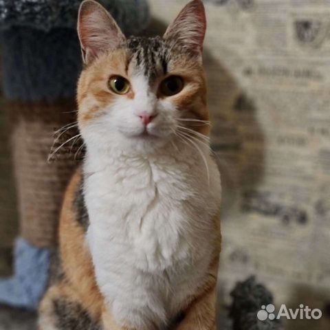 Кошка