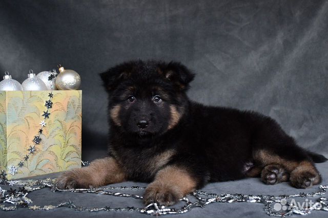 Милый длинношерстный немчик