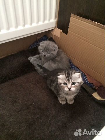 Шотландские котята