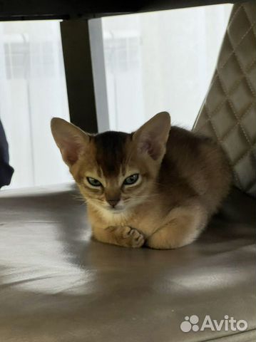 Абиссинская кошечка 2 месяца