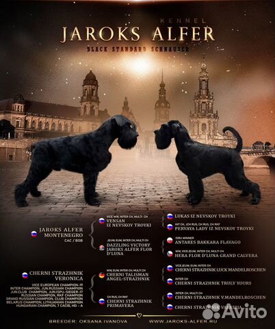 Родились шикарные щенки черного миттельшнауцера