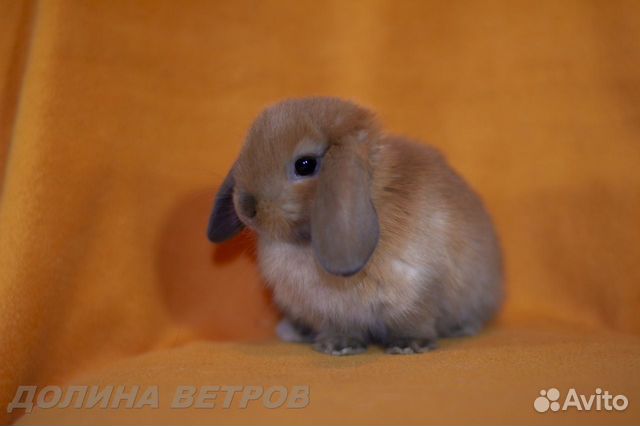 Кролик минилоп девочка