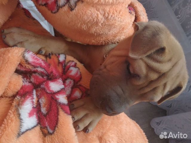 Продается собака