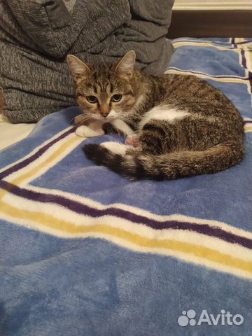 Кошечка Молли очень хочет домой