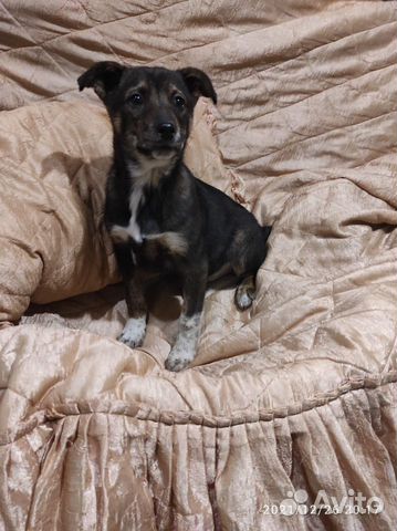 Ищет дом щенок мелкой Собачки Китти