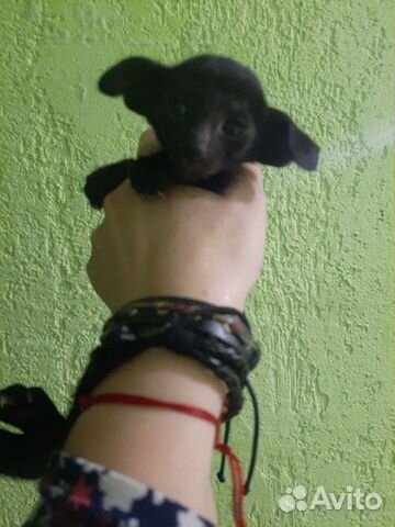 Ориентальная кошка