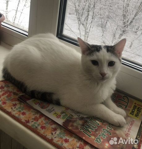 Кот