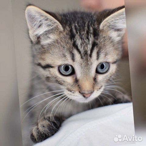 Помогу найти котёнка любого окраса и возраста