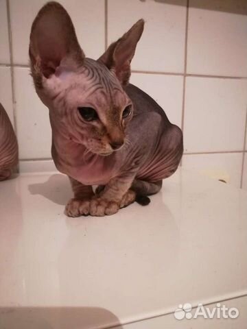 Канадский сфинкс