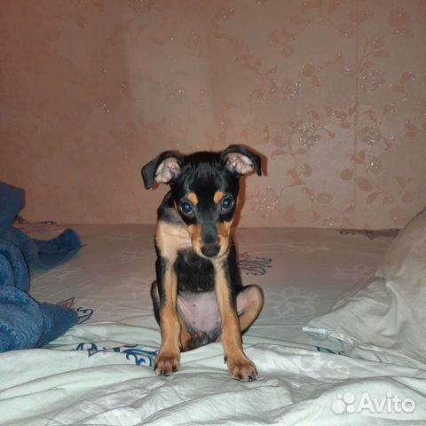 Той-терьер щенок 10000
