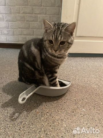 Котенек британец