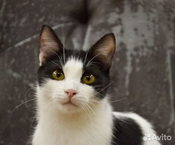 Кошка Эми в добрые руки