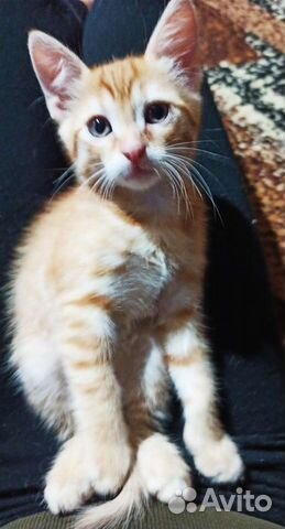 Отдам в добрые руки котика