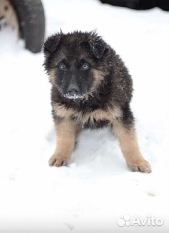 Щенки в добрые руки