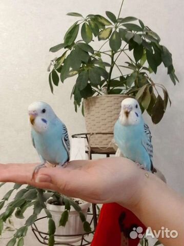 Ручные птенцы волнистых попугаев