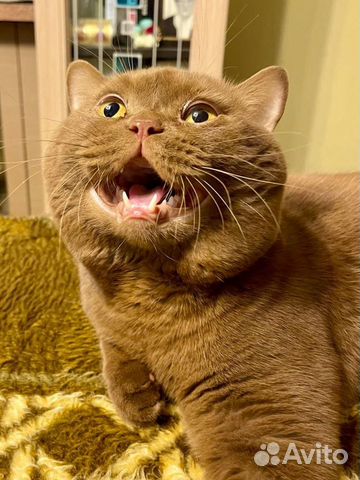 Отдам кота в добрые руки