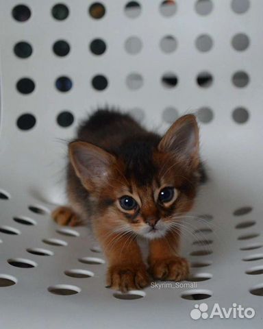 Сомалийские котята