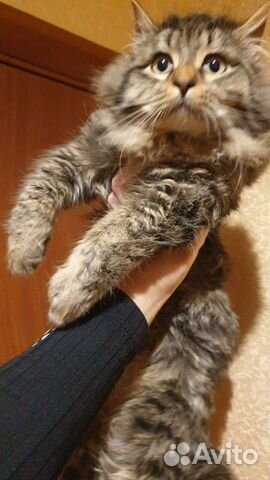 Котенок мальчик сибирячок в добрые руки