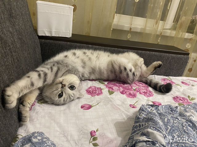 Связка кота
