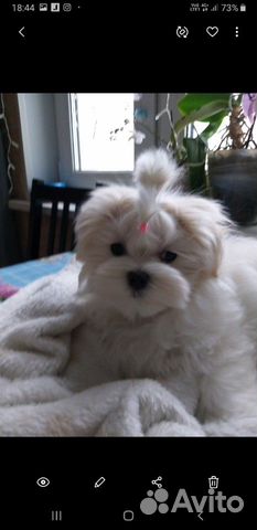 Мальтезе или мальтийская болонка