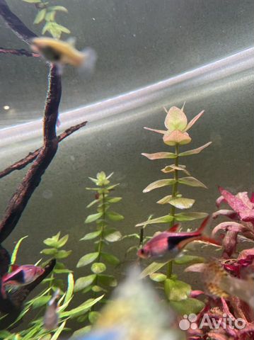 Аквариумные растения