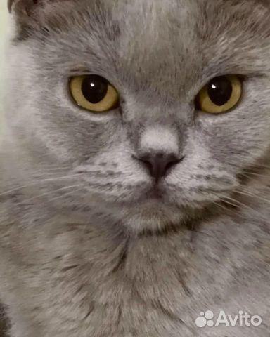 Британская