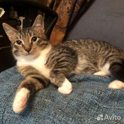 Василий в полосочку