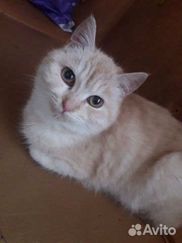 Кот