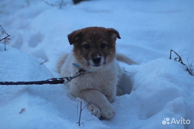 В дар щенок