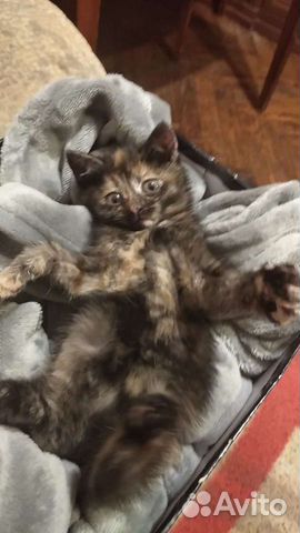 Кошка в дар