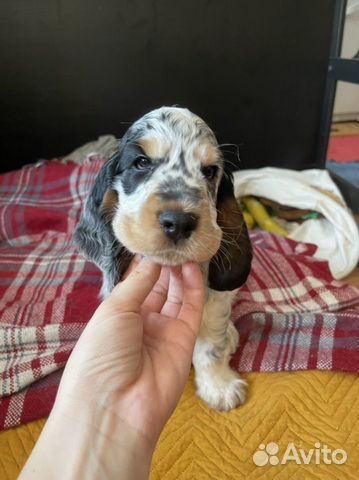 Английский кокер спаниель