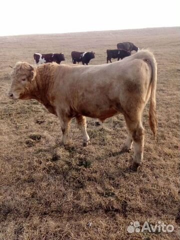Быки на племя