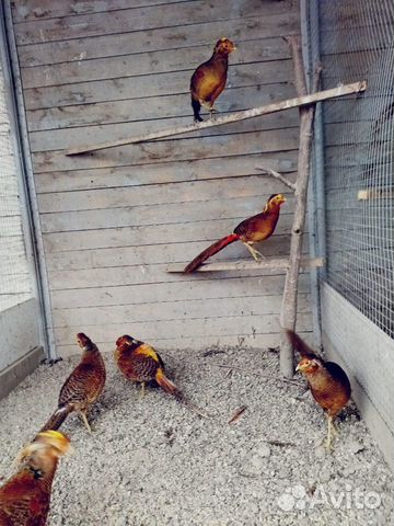 Золотой фазан