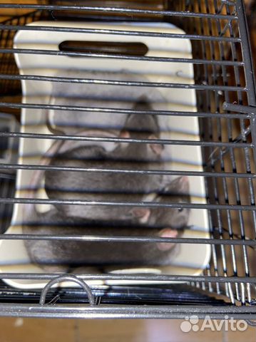 Декоративная крыса