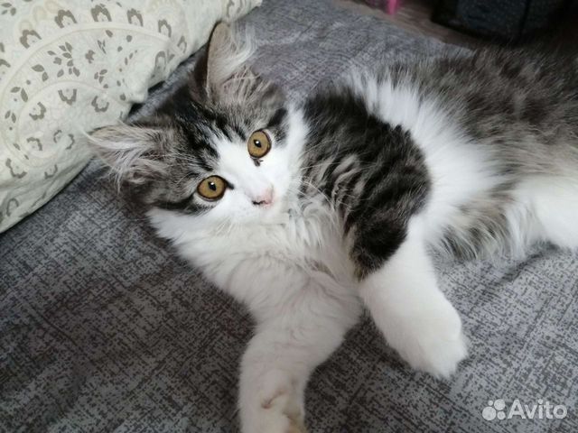 Кошка в дар