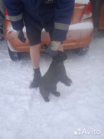 Кролик немецкий пестрый строкач