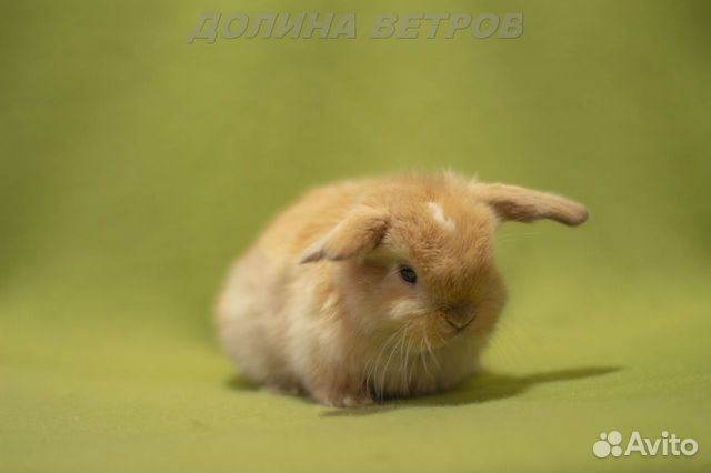 Мальчик минилоп японский, носитель белого