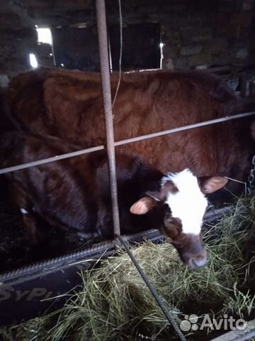 Корова с теленком