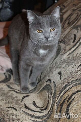 Кот Лексус в добрые руки