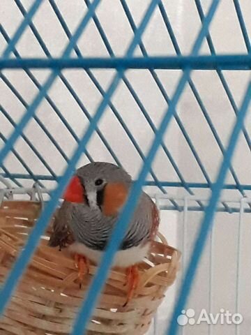 Зебровые амадины