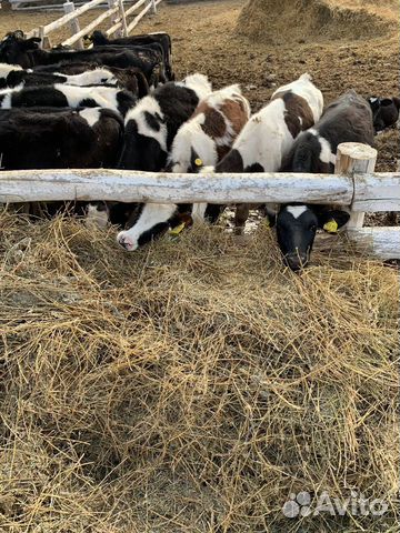 Телята бычки тёлки