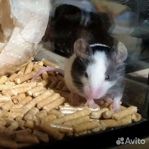 Японская Мышь мальчик