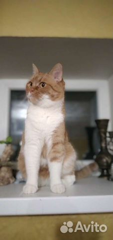 Кошка в дар