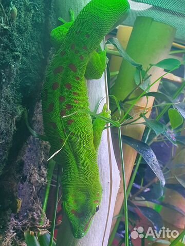 Геккон зелёный самец 2 года